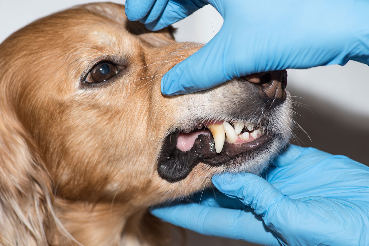 What To Expect – Pet Dental Procedure – Goodheart Broadway